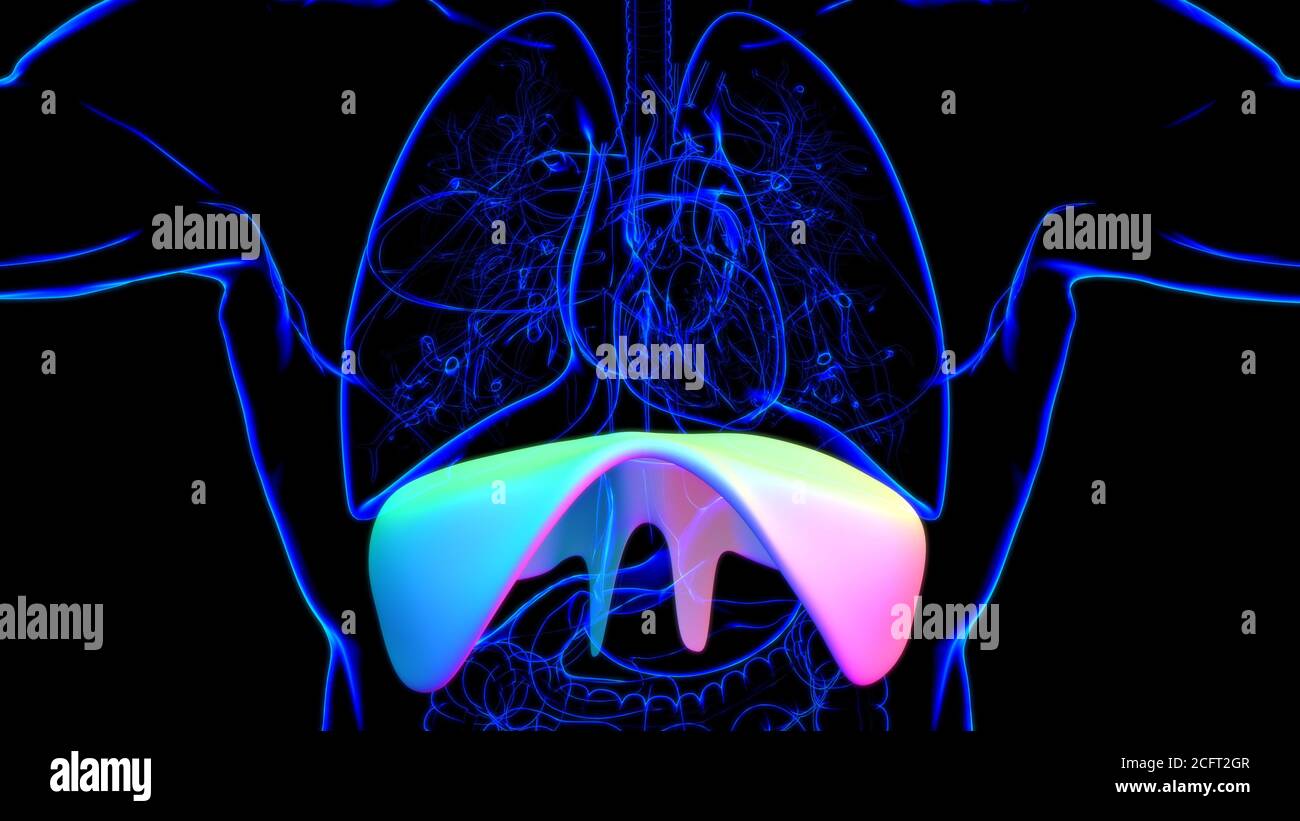 Diaphragm Human Respiratory System Anatomy For Medical Concept 3D ...