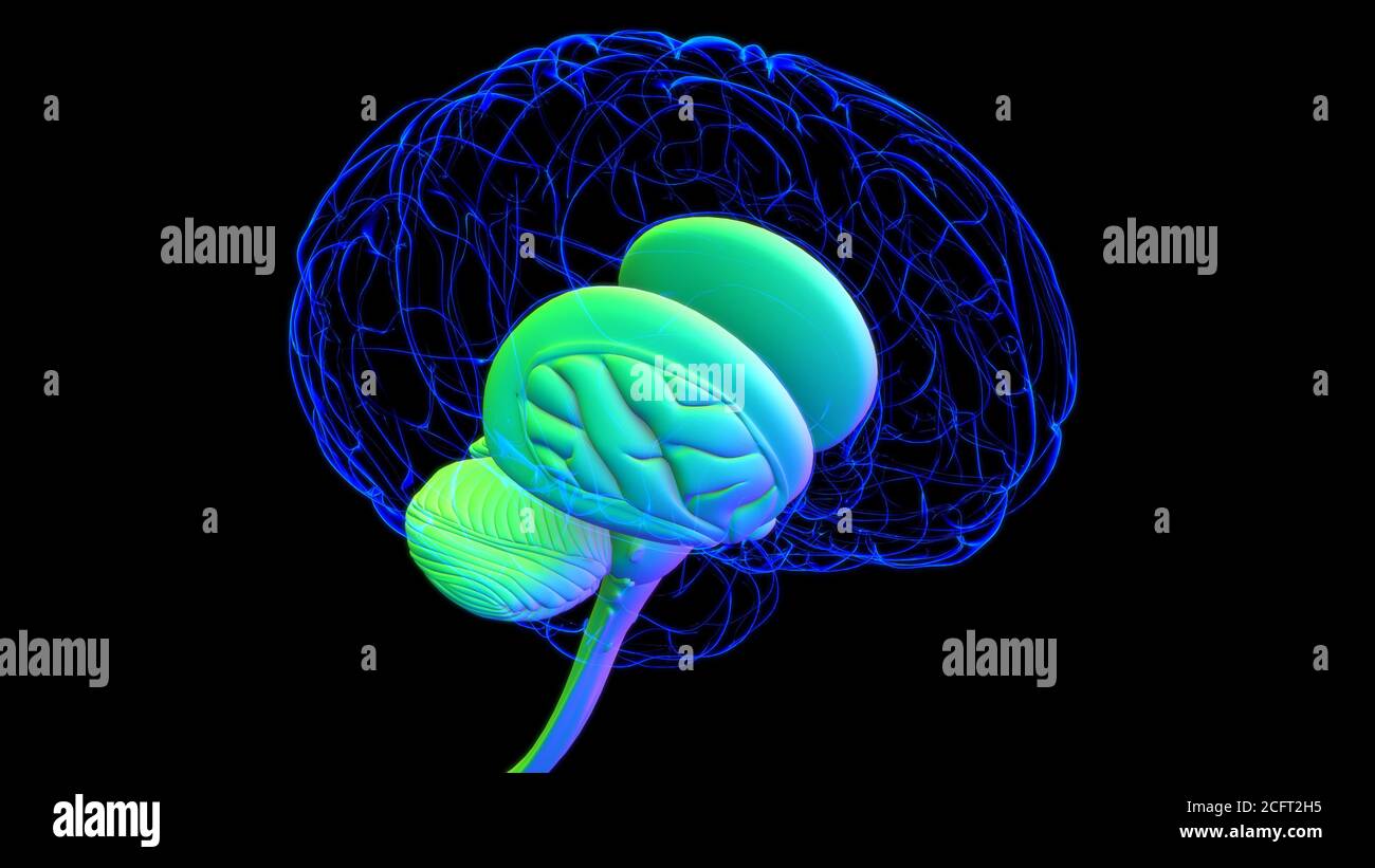 Human Brain inner parts Anatomy For Medical Concept 3D Illustration ...