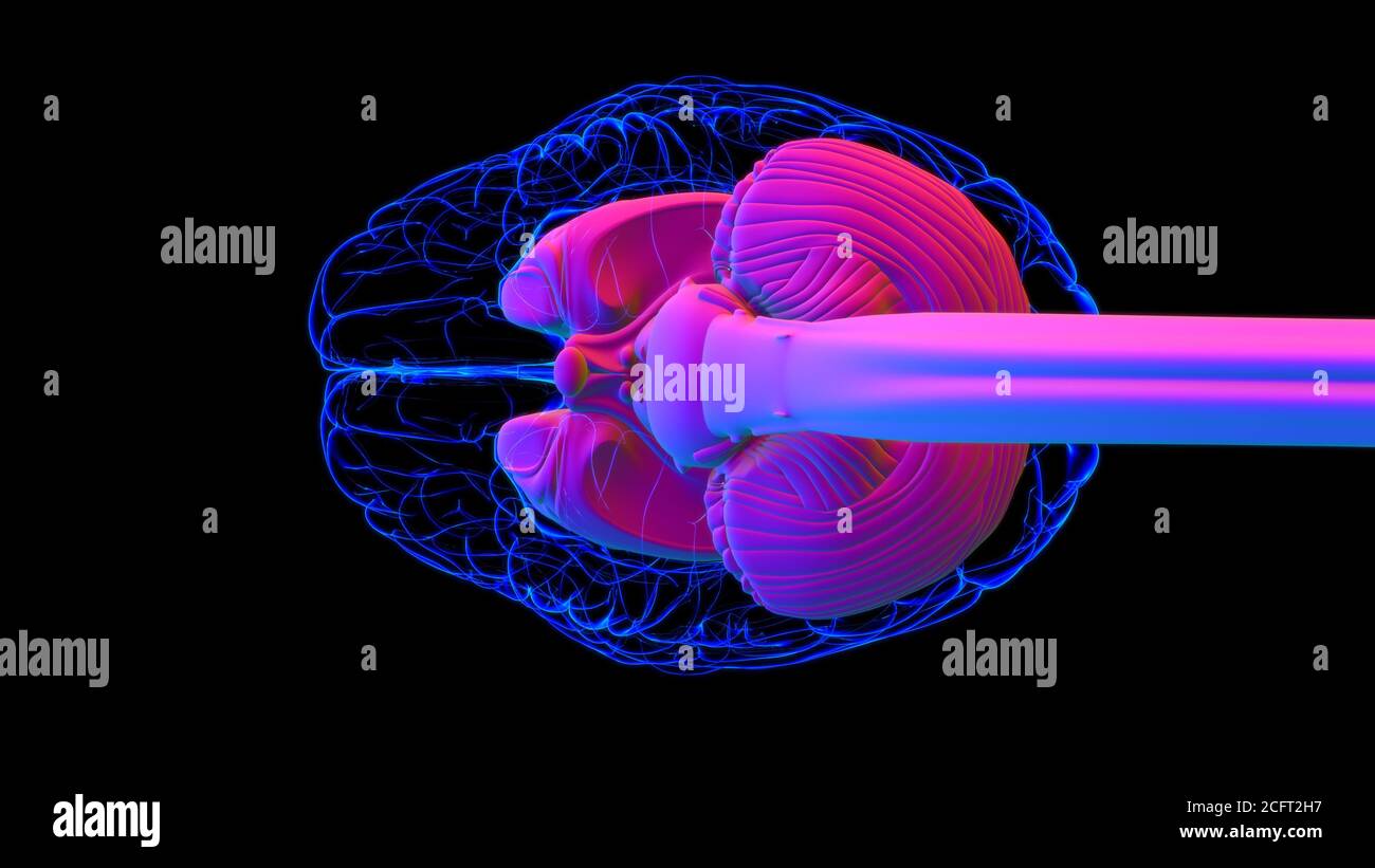 Human Brain inner parts Anatomy For Medical Concept 3D Illustration ...