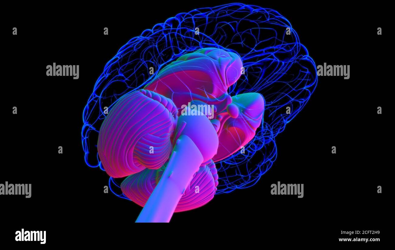 Human Brain inner parts Anatomy For Medical Concept 3D Illustration ...