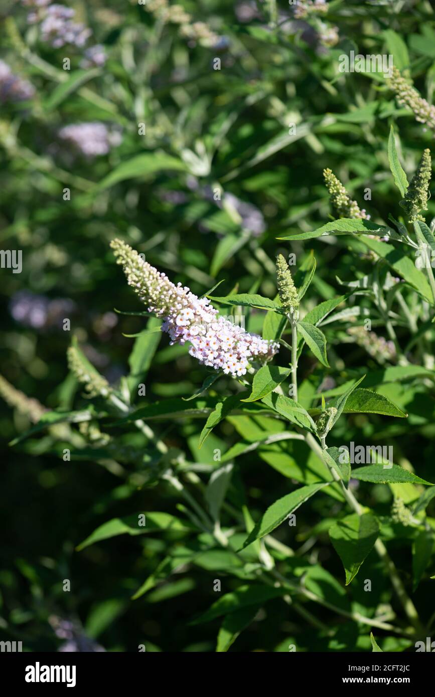 Buddleja flowers in the summer shot in the national collection in ...
