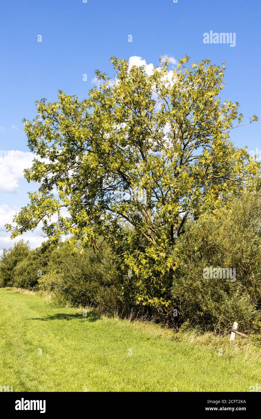 A healthy ash tree in early autumn on the banks of the River Severn ...