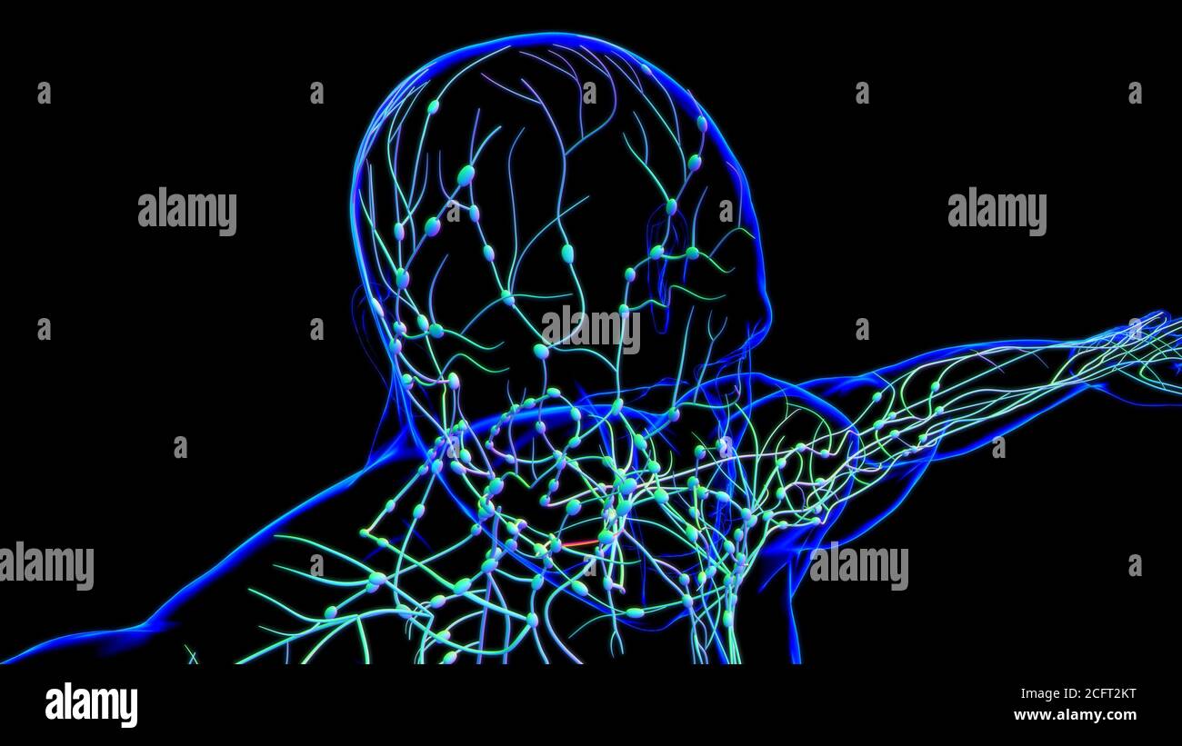 Human Lymph Nodes Anatomy For Medical Concept 3D Illustration Stock ...