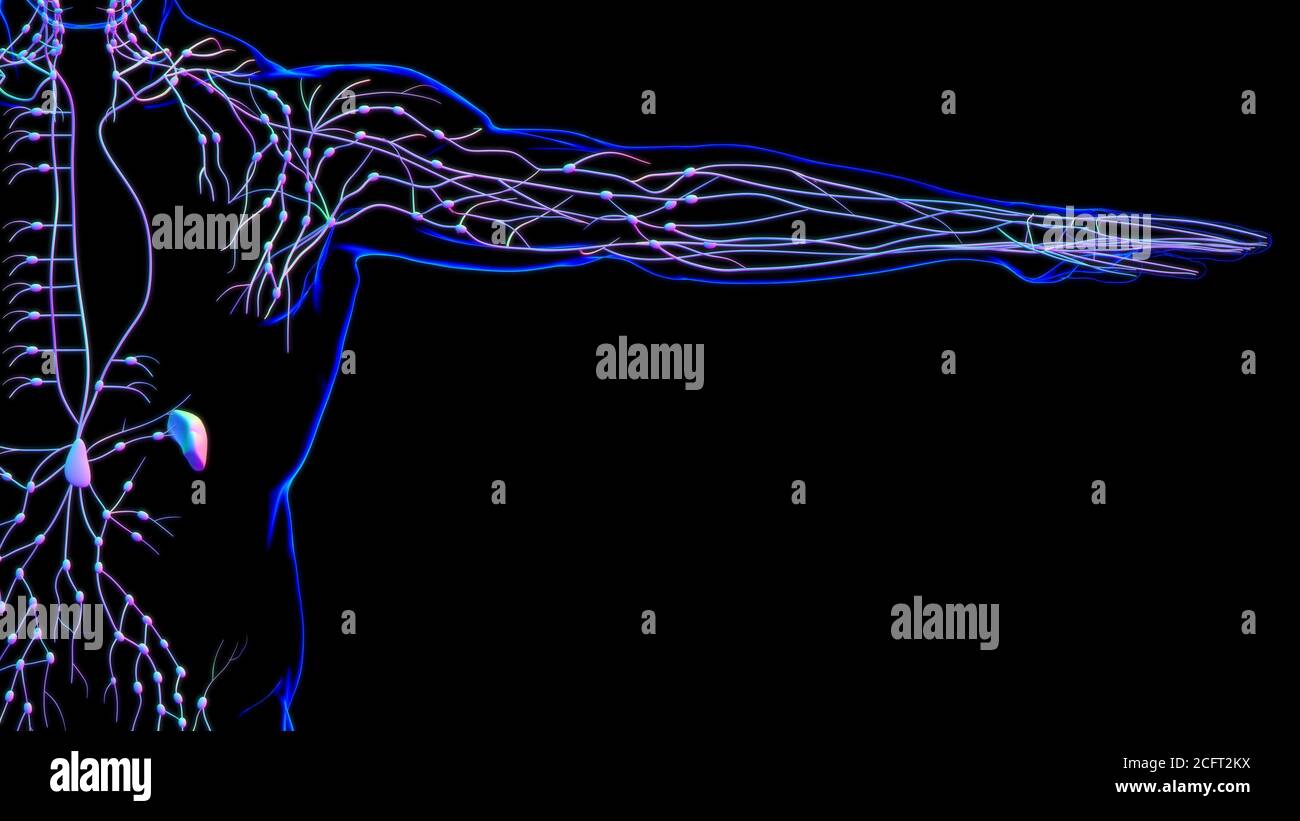 Human Lymph Nodes Anatomy For Medical Concept 3D Illustration Stock ...