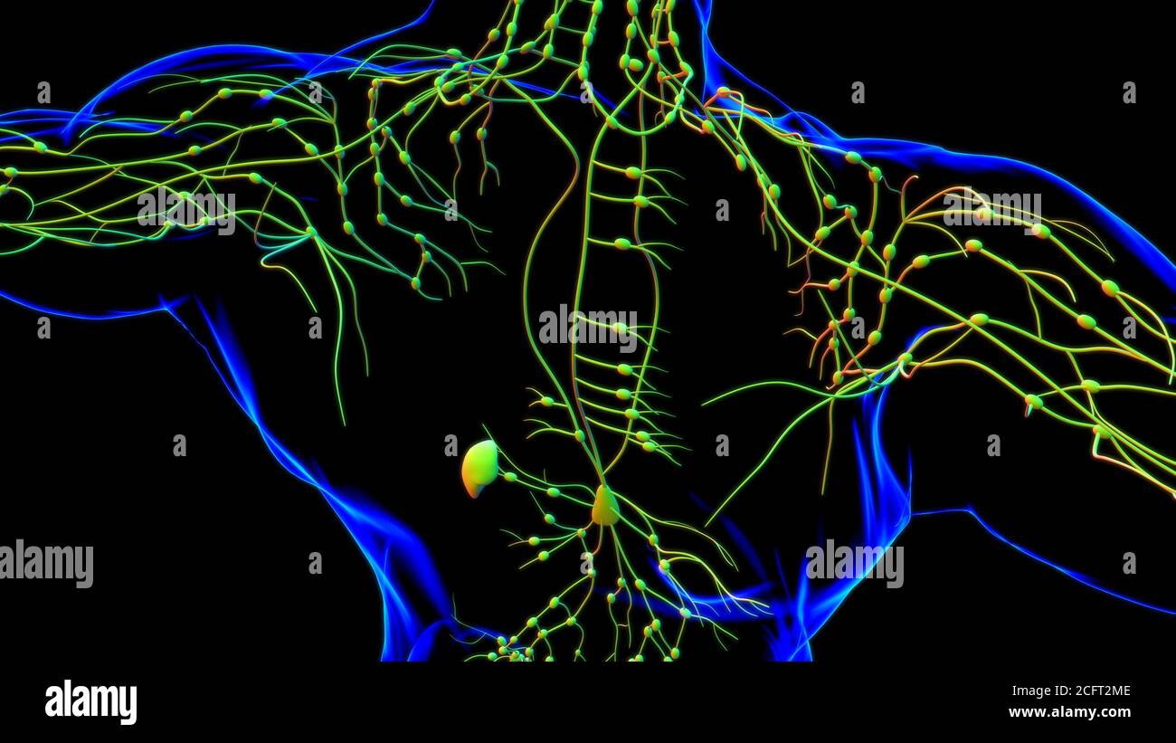 Human Lymph Nodes Anatomy For Medical Concept 3D Illustration Stock ...