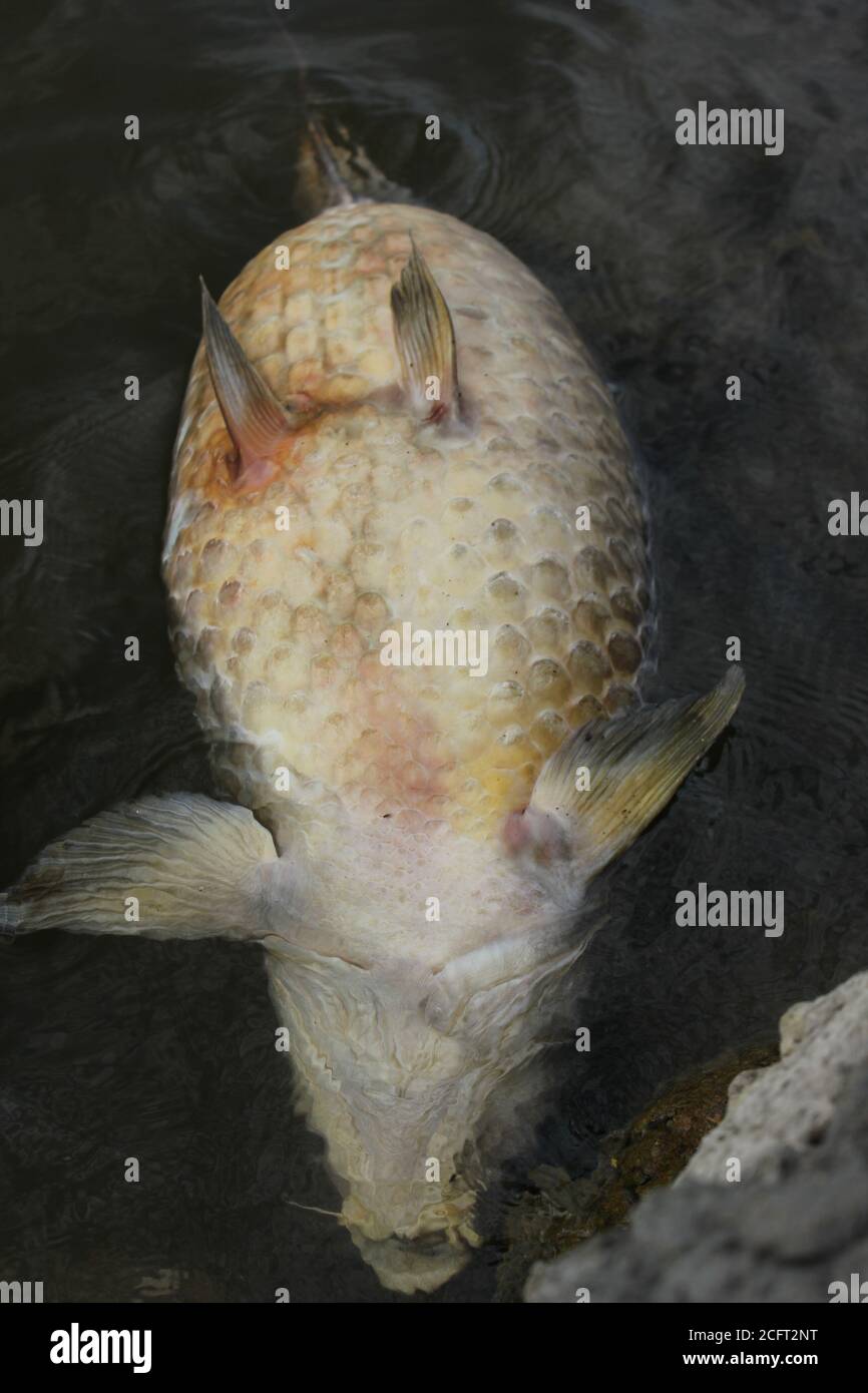 Floating dead fish usa hi-res stock photography and images - Alamy