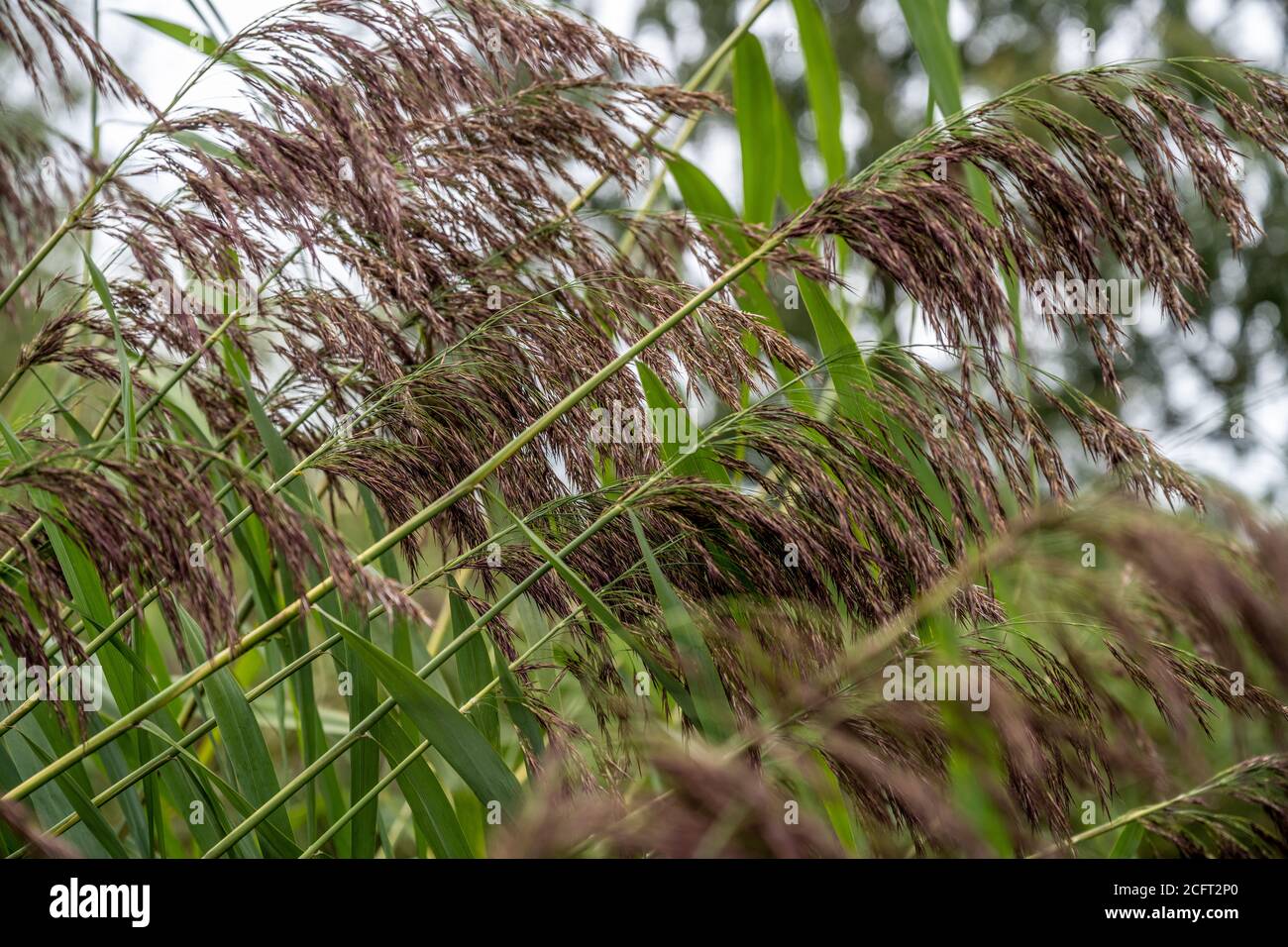 Common Reed [Phragmites australis] growing on a canal bank Stock Photo ...