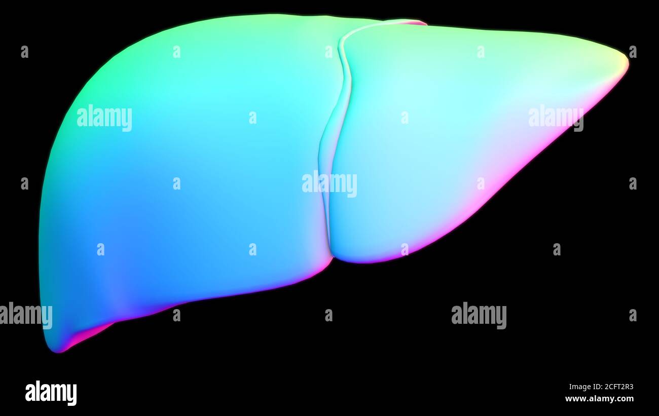 Liver 3D Illustration Human Digestive System Anatomy For Medical ...