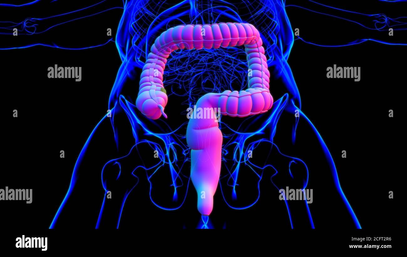 Large Intestine 3D Illustration Human Digestive System Anatomy For ...