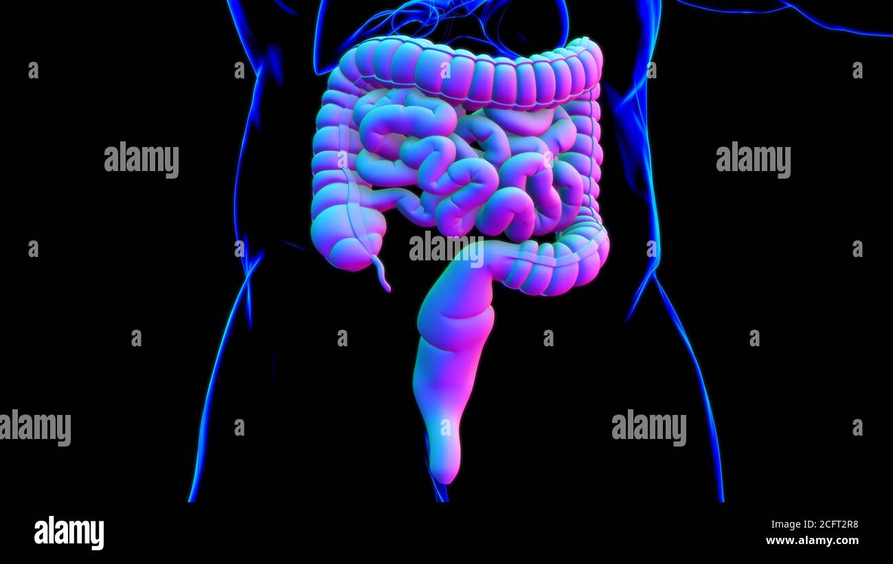 Small and Large Intestine 3D Illustration Human Digestive System ...