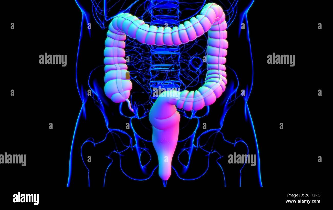 Large Intestine 3D Illustration Human Digestive System Anatomy For ...