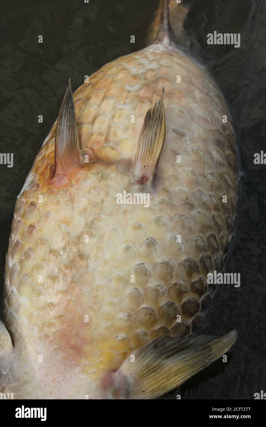 Floating dead fish usa hi-res stock photography and images - Alamy