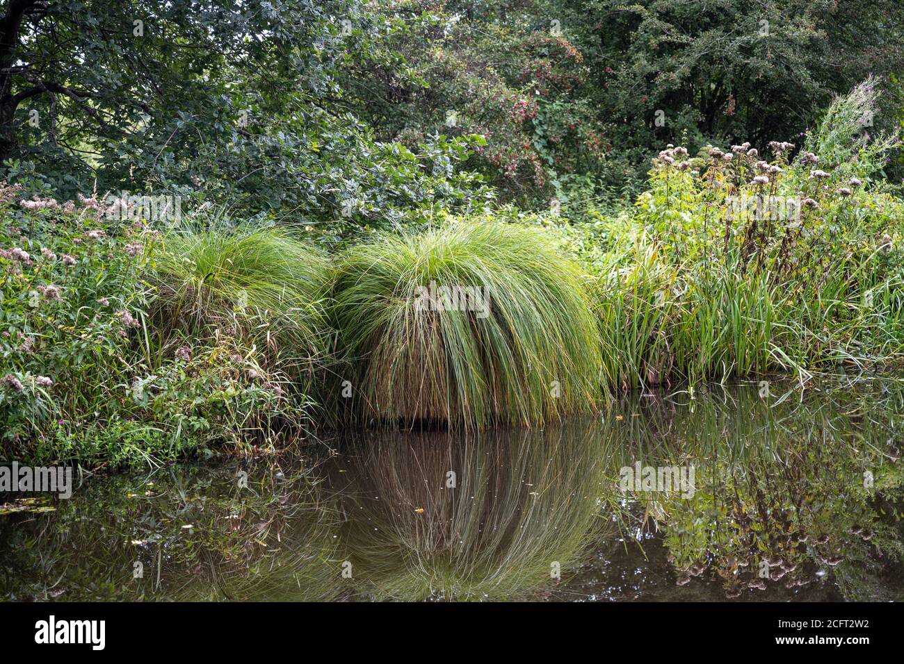 Greater tussock sedge carex paniculata hi-res stock photography and ...