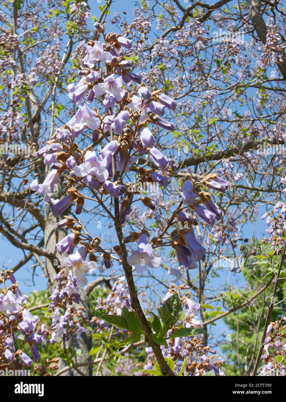 Flowers of empress tree or princess tree, or foxglove tree, Paulownia ...