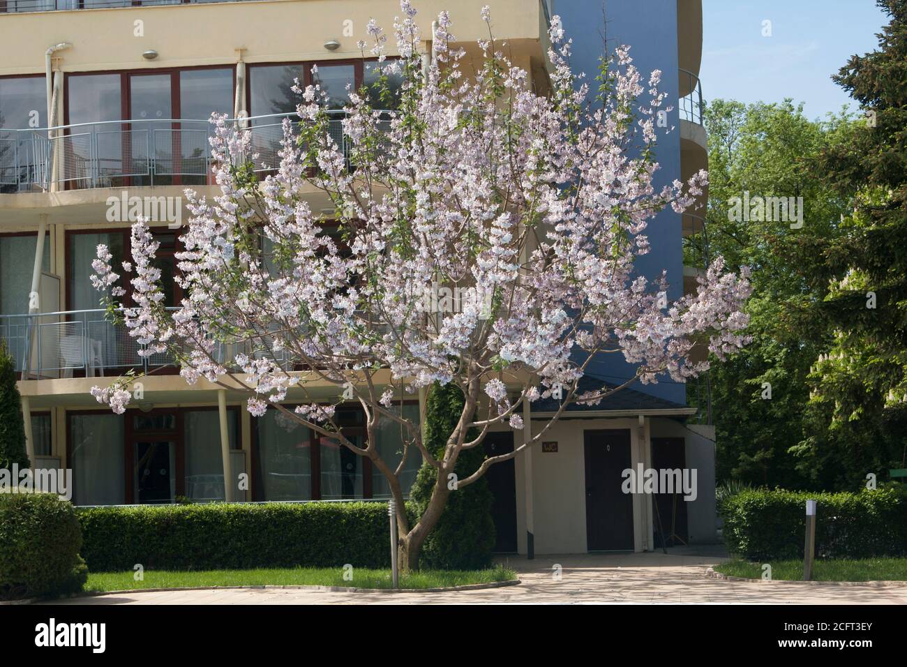 Flowers of empress tree or princess tree, or foxglove tree, Paulownia ...