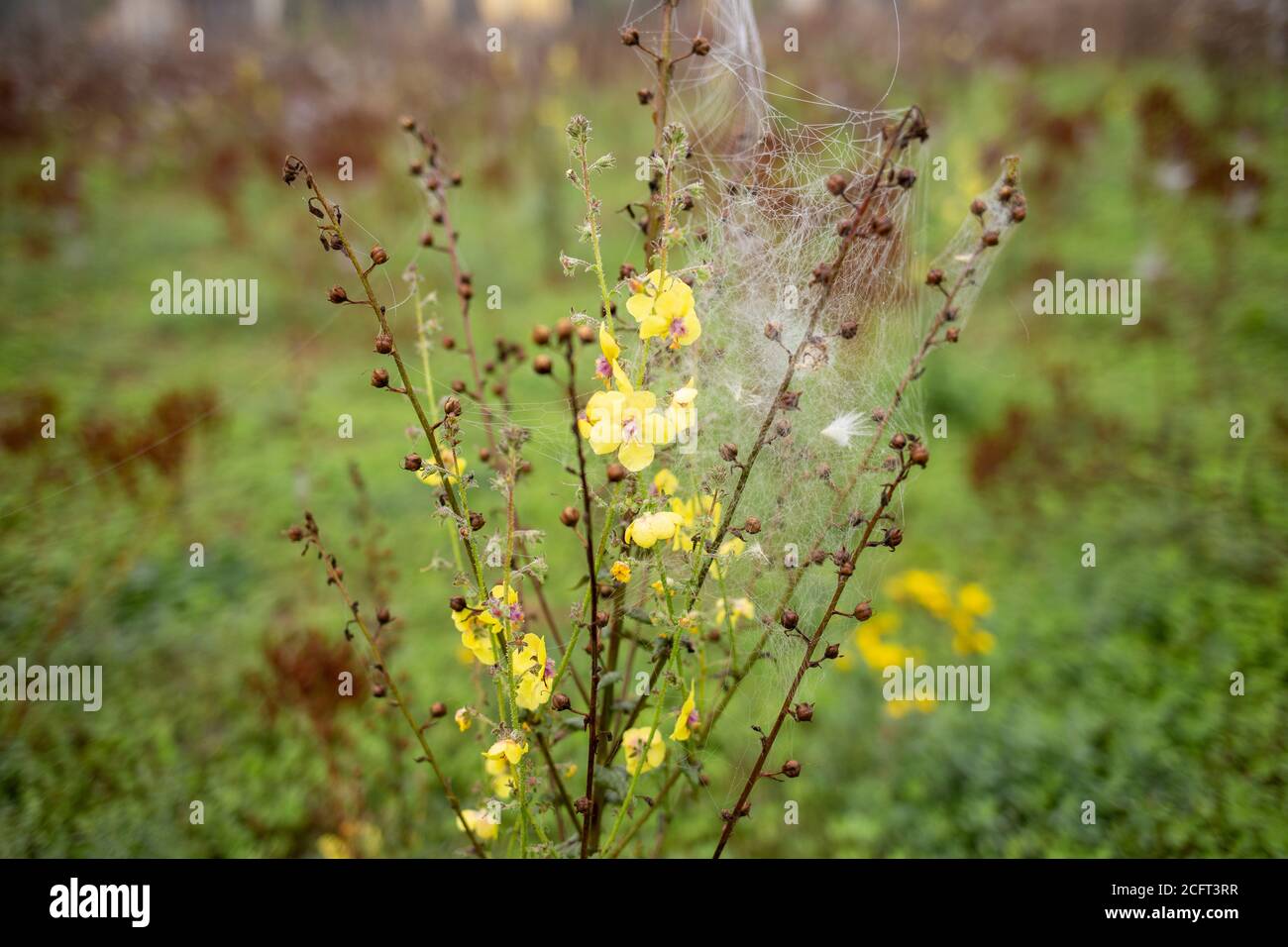 Spider web on flowers hi-res stock photography and images - Alamy