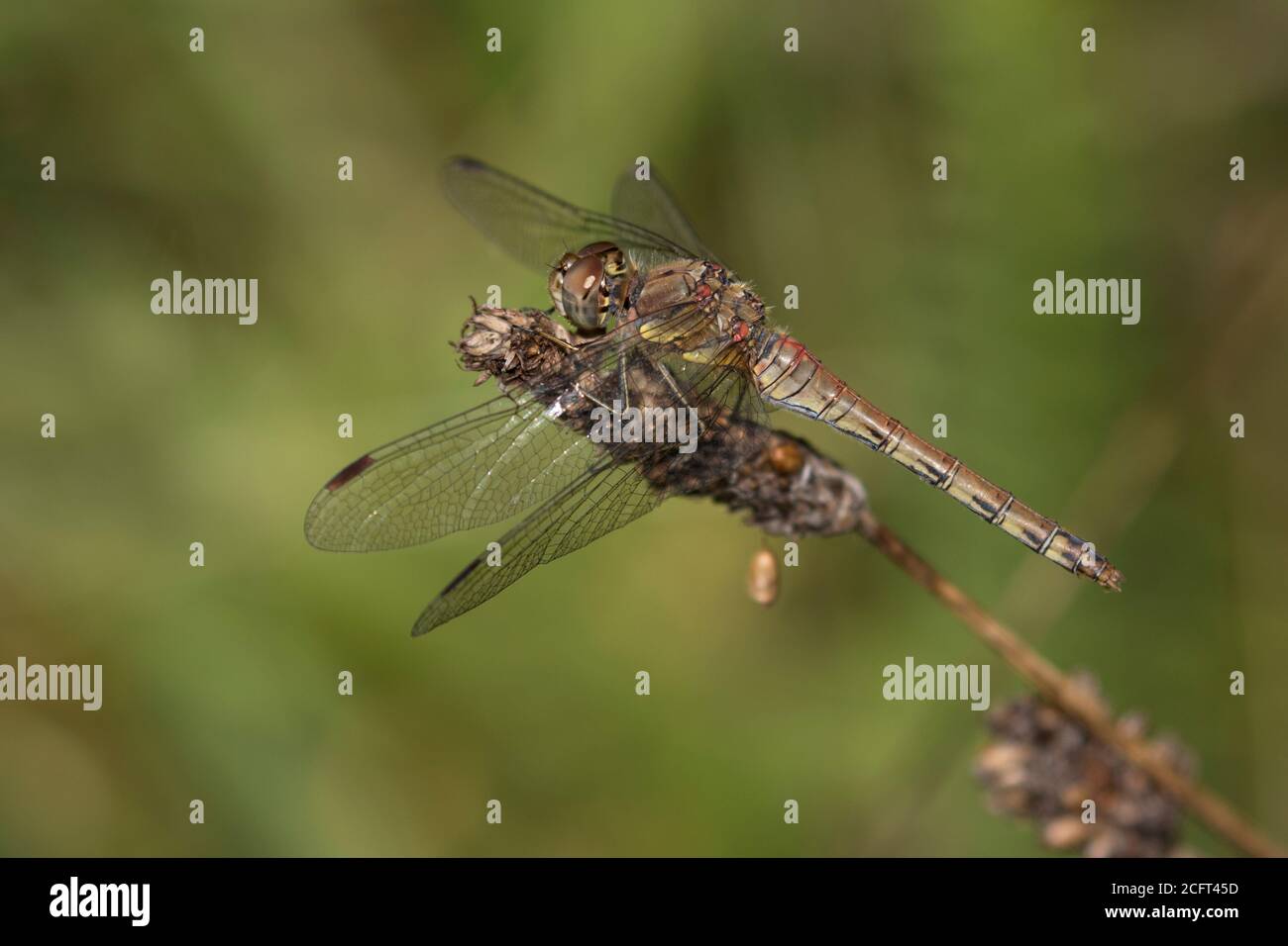 Common darter dragonfly resting Stock Photo - Alamy