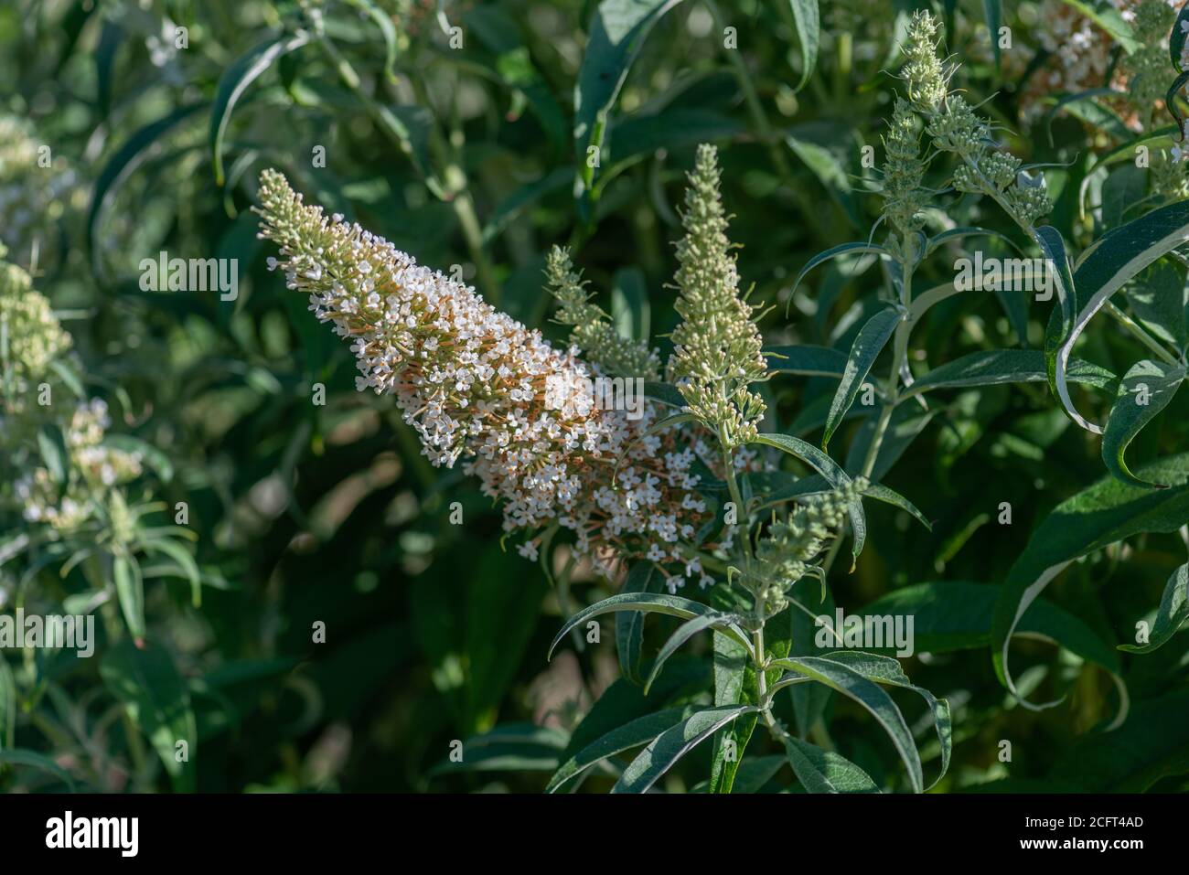 Buddleja flowers in the summer shot in the national collection in ...