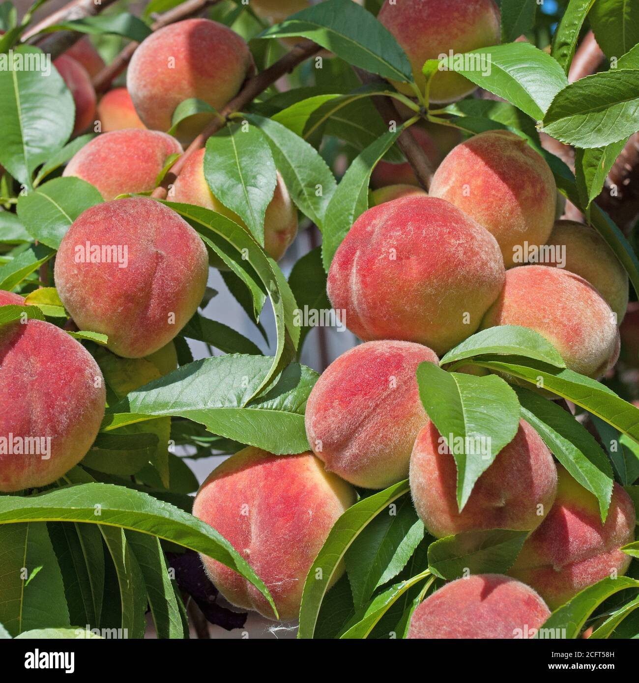 Peach tree fruits hi-res stock photography and images - Alamy