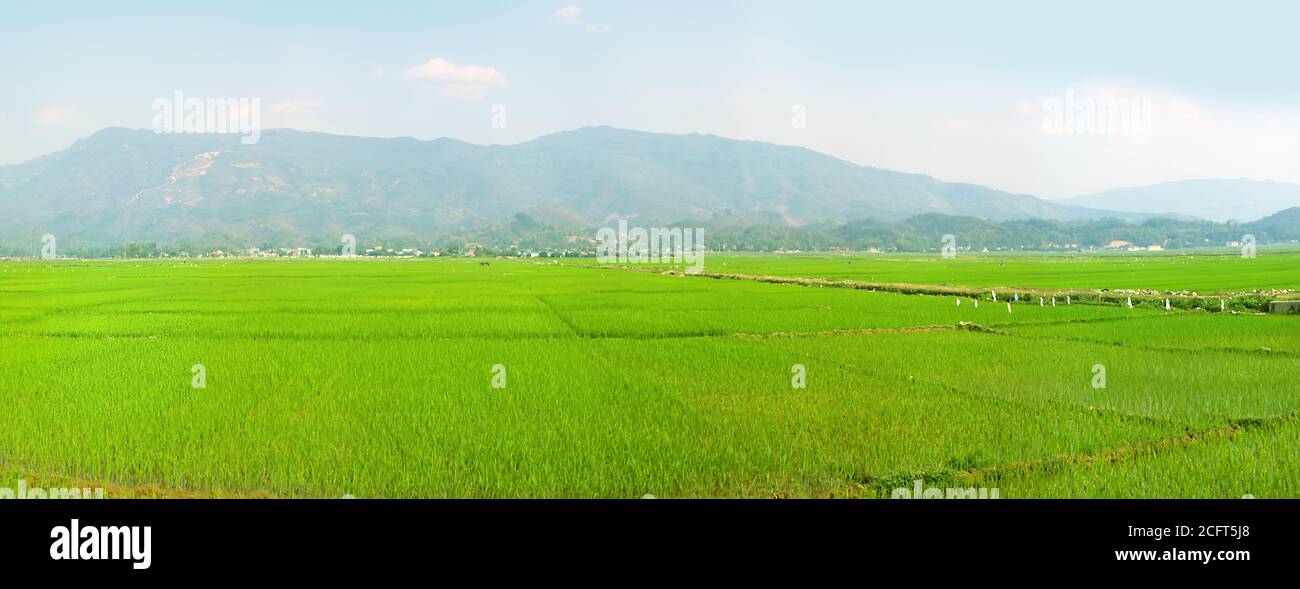 Emerald-green rice fields during the planting and growth of rice in ...