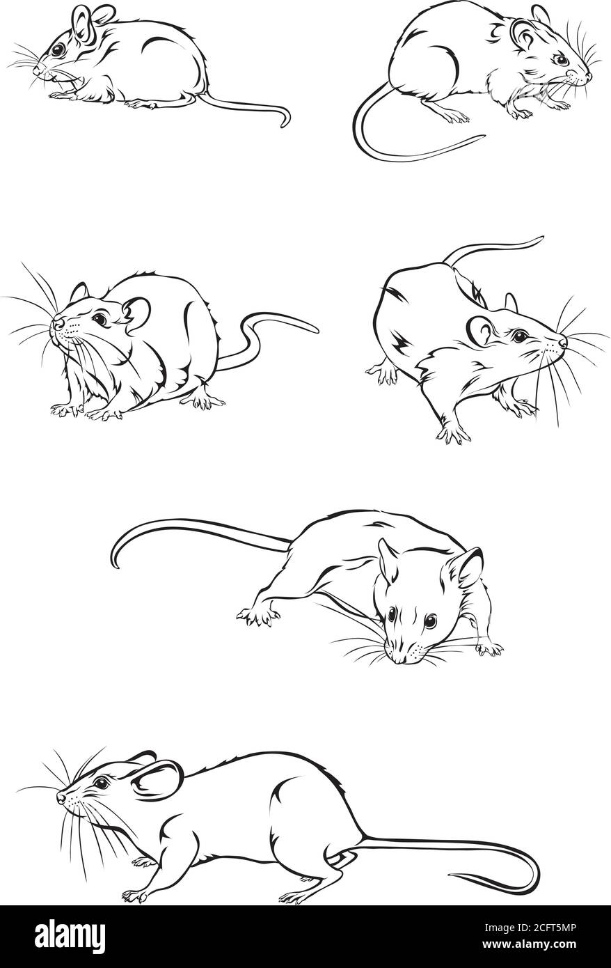Mice, rat, various poses, movements and angles of figures, black ...