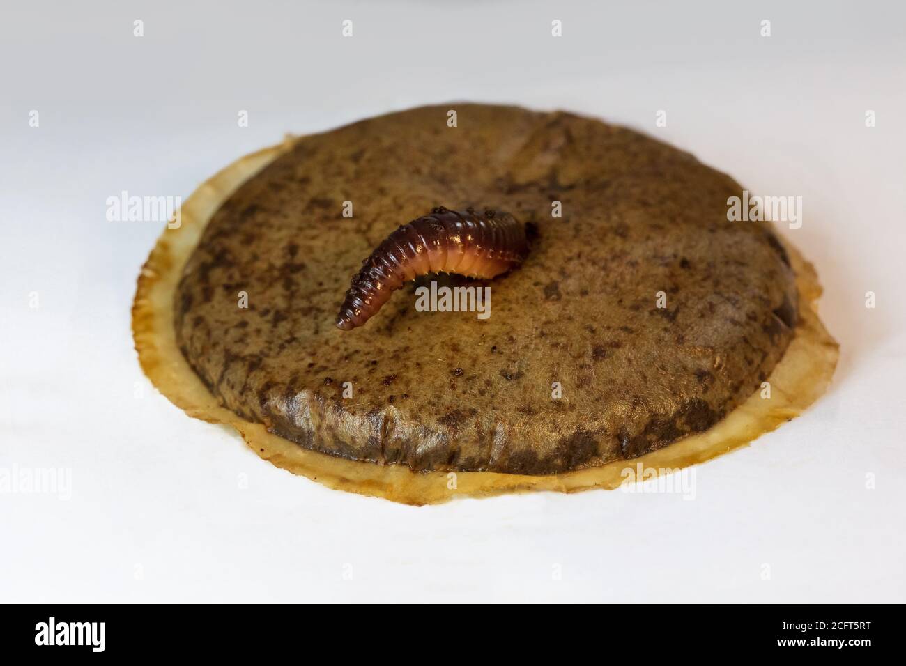 An earthworm digs its way through a coffee pad, illustrating its ...