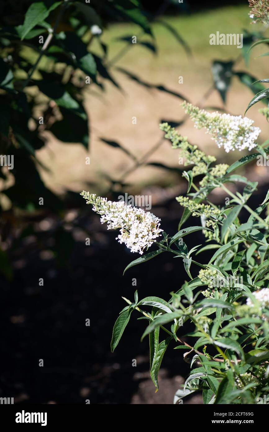 Buddleja flowers in the summer shot in the national collection in ...