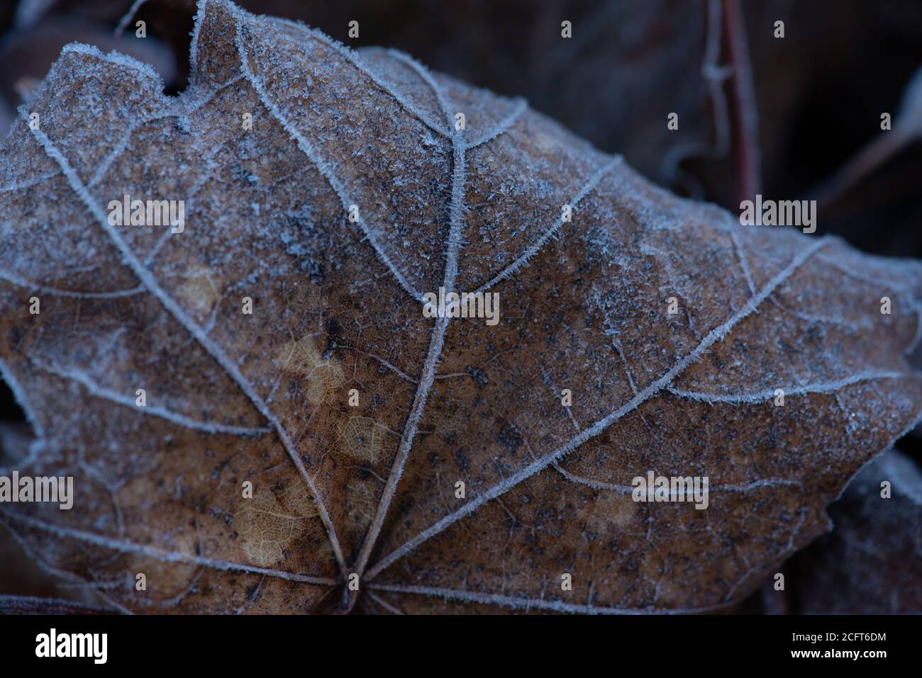 Closeup of single maple leaf with frost on it Stock Photo - Alamy