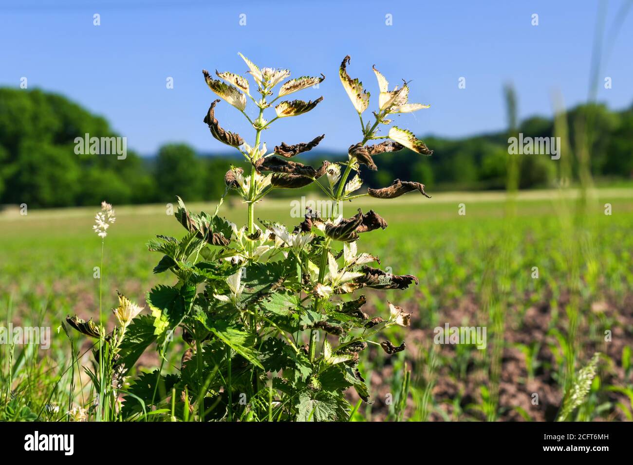 Stinging nettles next to a field were inadvertently treated with ...
