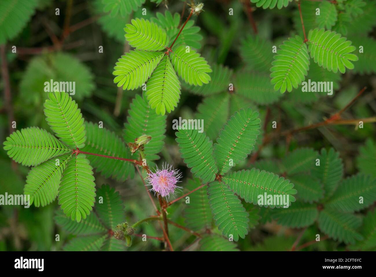A beautiful picture of a shy tree Stock Photo - Alamy