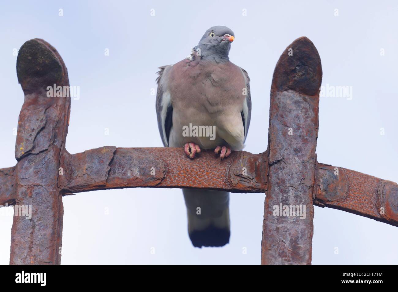 Feathered basket hi-res stock photography and images - Alamy