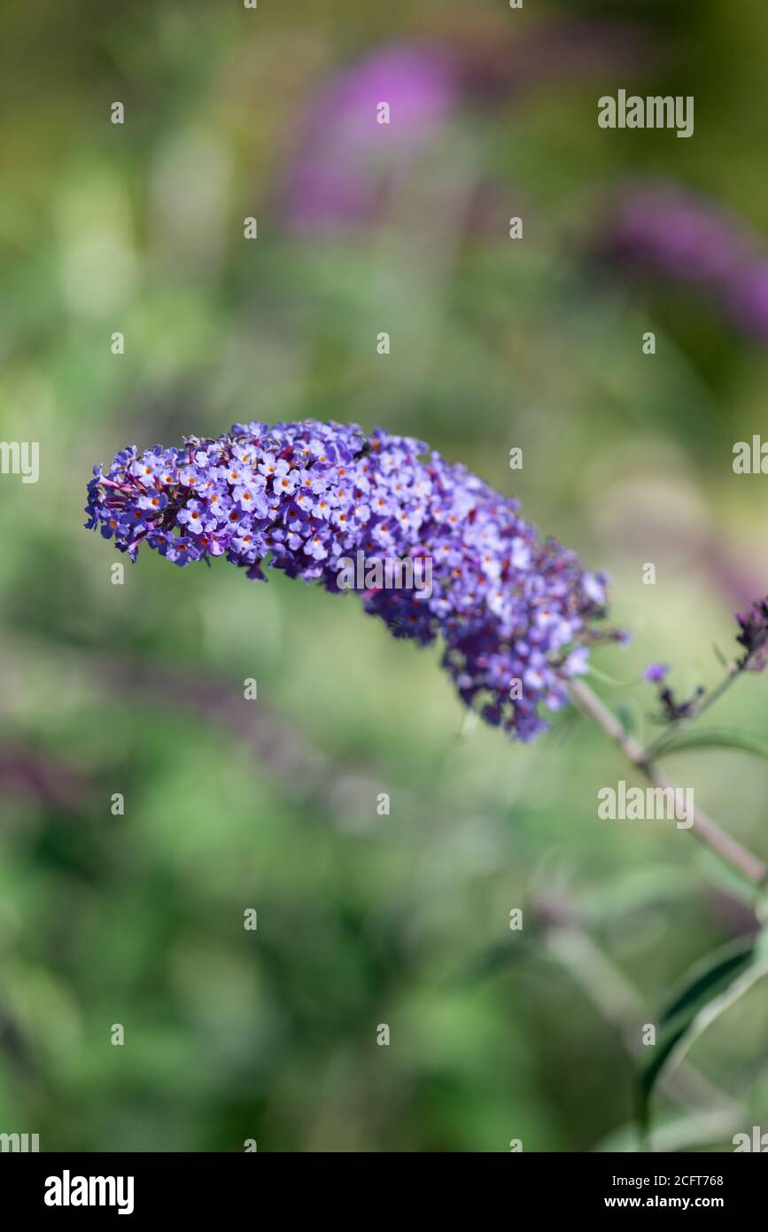 Buddleja flowers in the summer shot in the national collection in ...