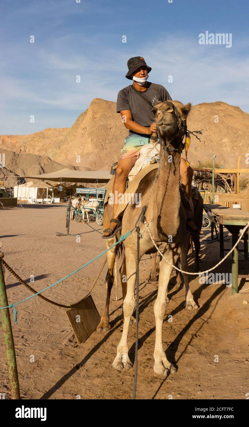 Camel riding israel hi-res stock photography and images - Alamy