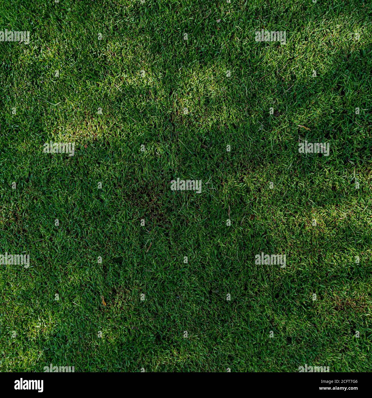 Buffalo grass hi-res stock photography and images - Alamy