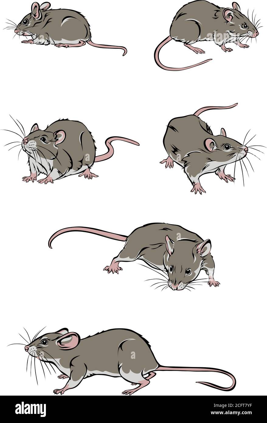 Mice, rat, various poses, movements and angles of figures, black ...