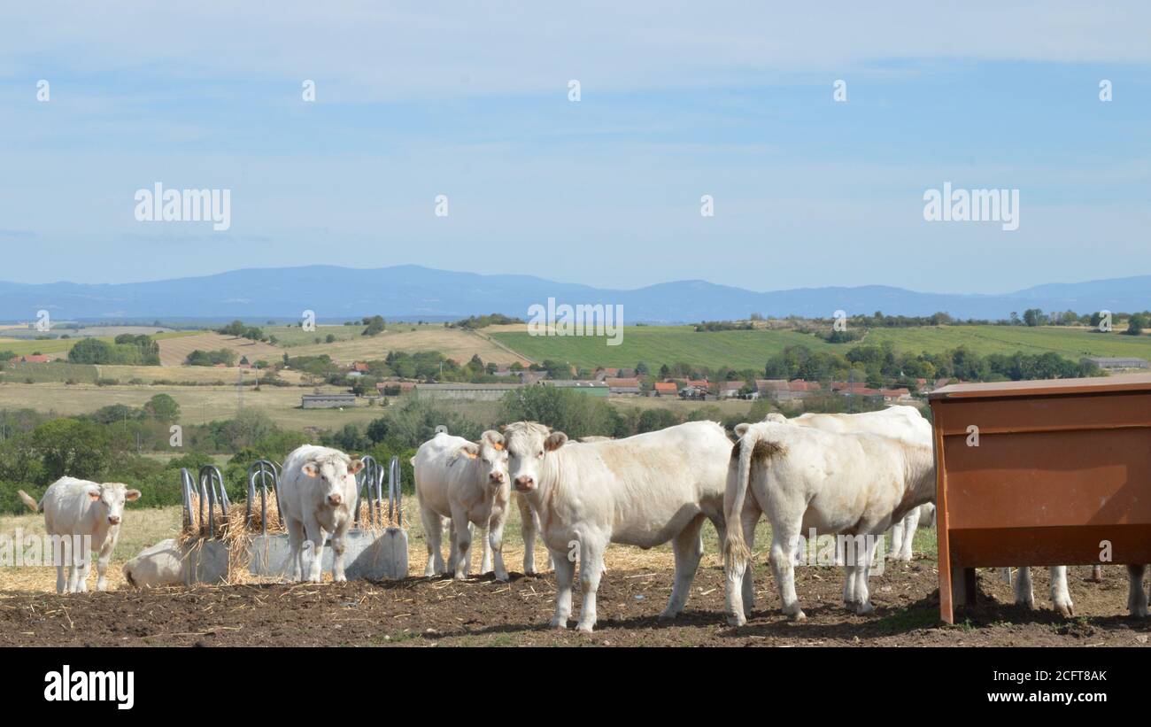A herd of Charolais cows, in a pasture in the countryside Stock Photo ...