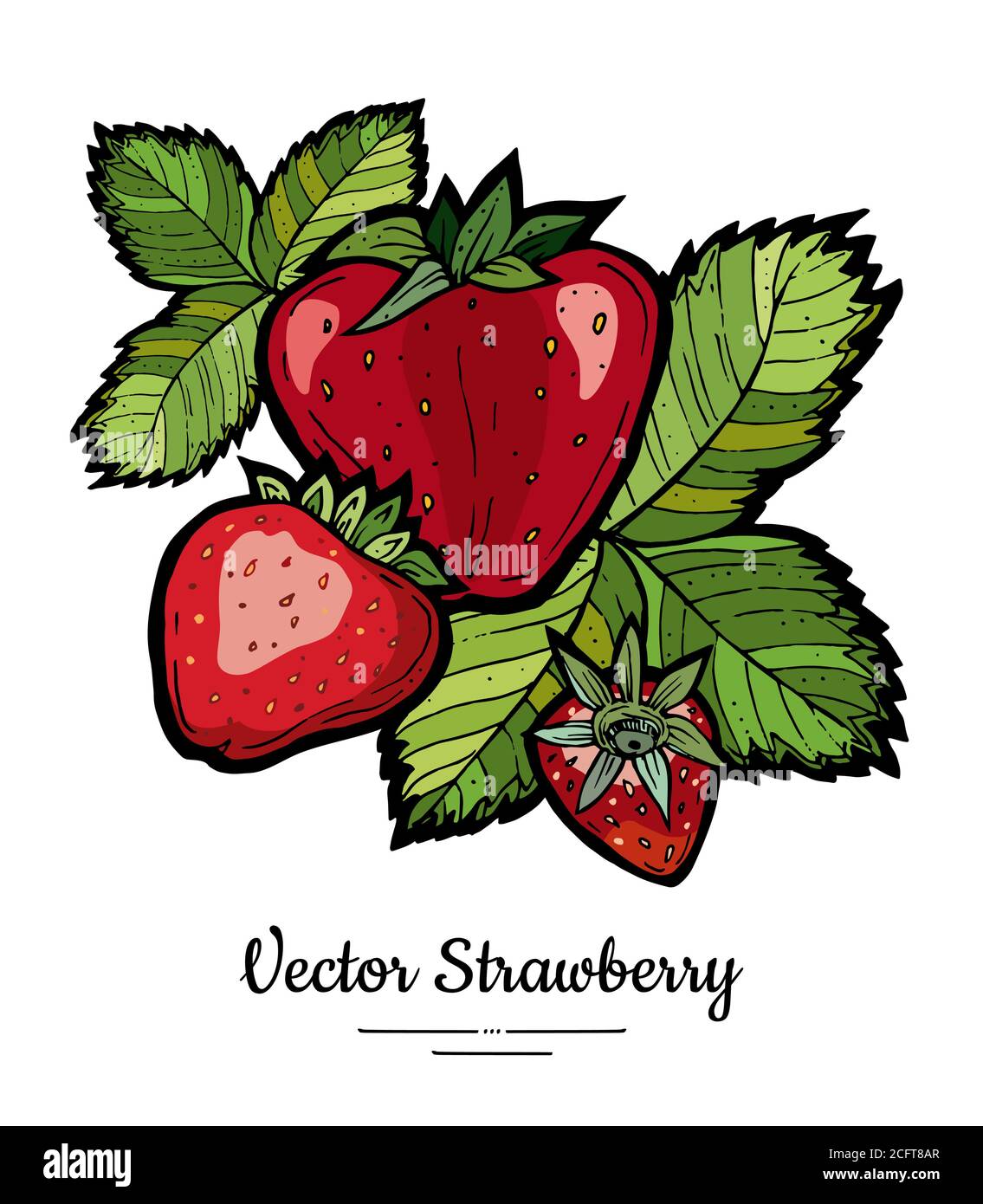 Strawberry vector isolated. Red berries hand drawn illustration. Trendy ...