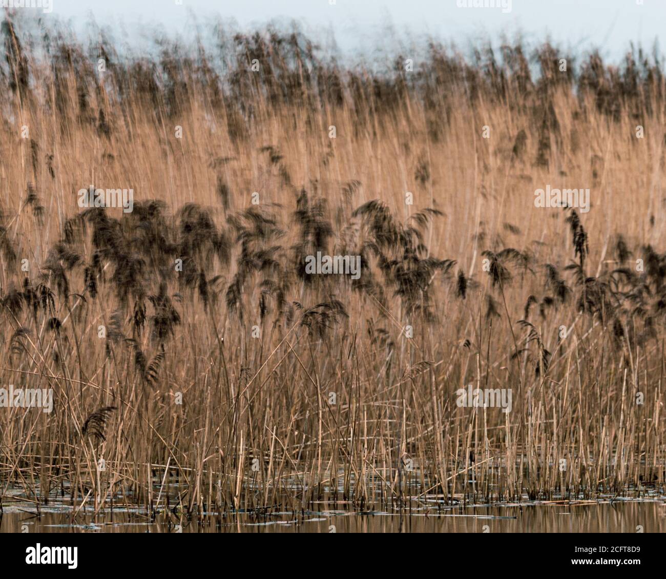 Ireland reeds hi-res stock photography and images - Alamy
