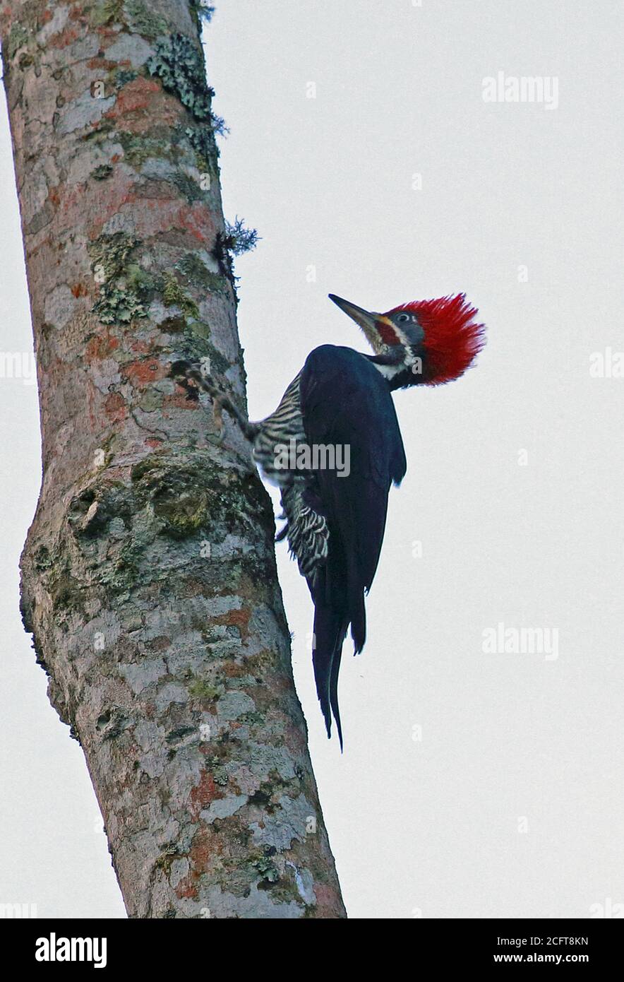 Lineated Woodpecker (Hylatomus lineatus erythrops) adult male clinging ...