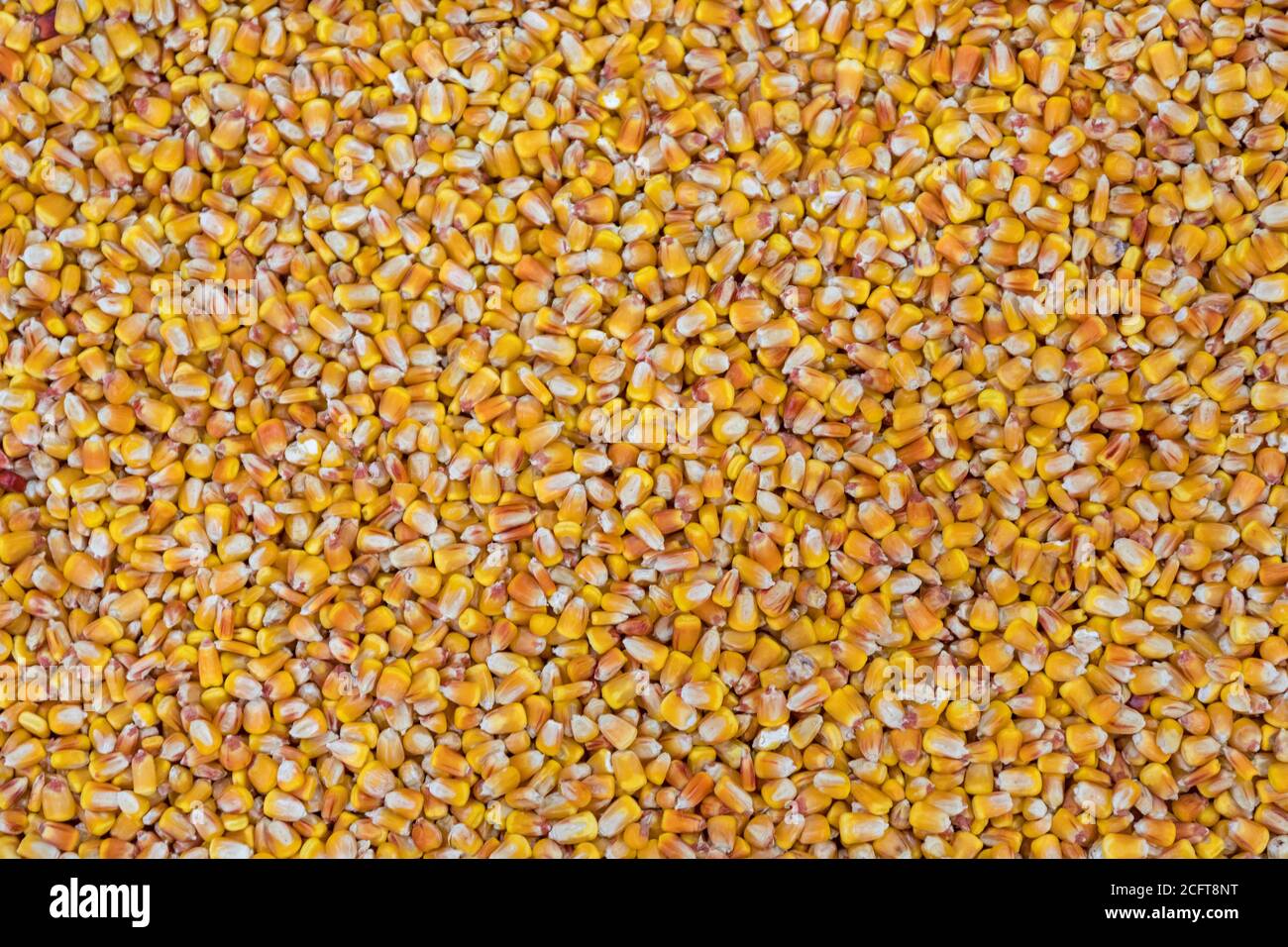 Bunch of Yellow Maize Corn Kernels Background Stock Photo - Alamy