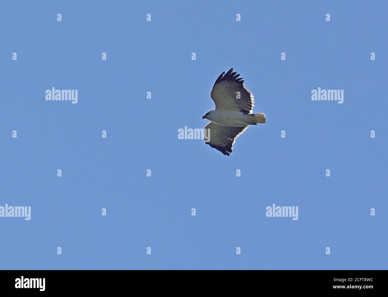 Mantled Hawk High Resolution Stock Photography and Images - Alamy