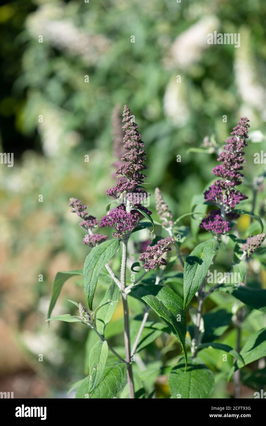 Buddleja flowers in the summer shot in the national collection in ...