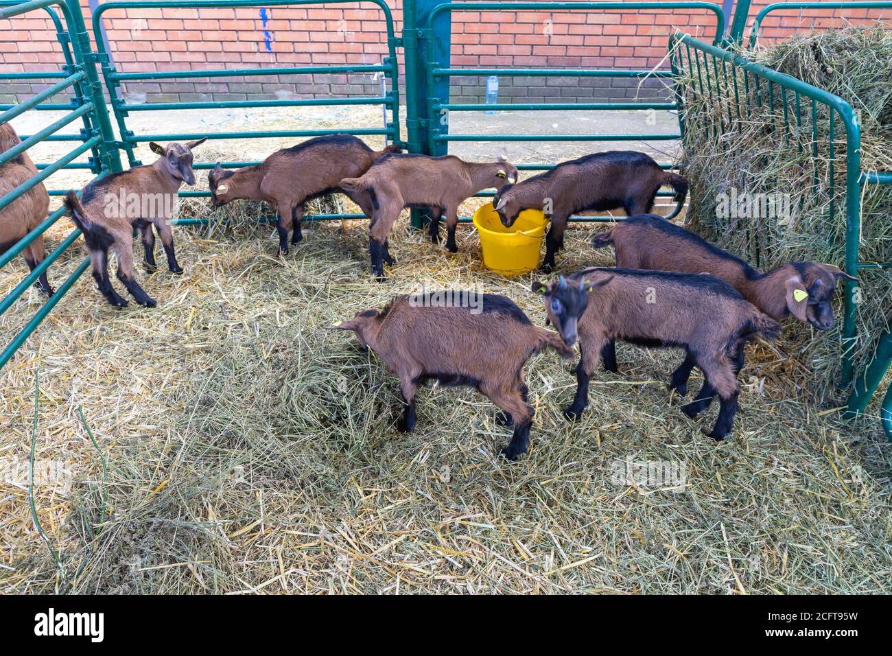 Brown Goats in Husbandry at Animal Farm Stock Photo - Alamy