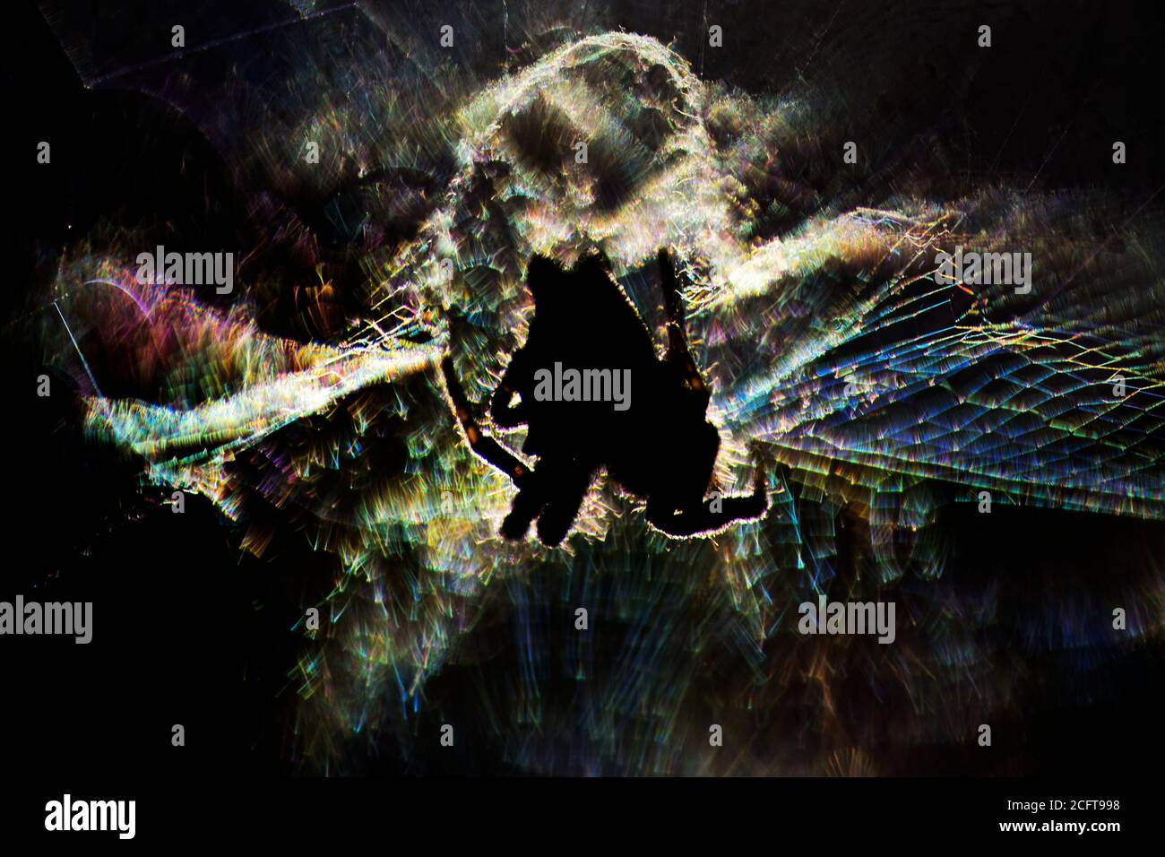 Pattern on Spider web Stock Photo - Alamy