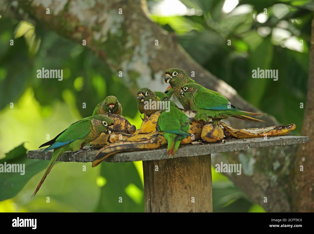 Maroon-bellied Parakeet (Pyrrhura frontalis frontalis) flock feeding at ...