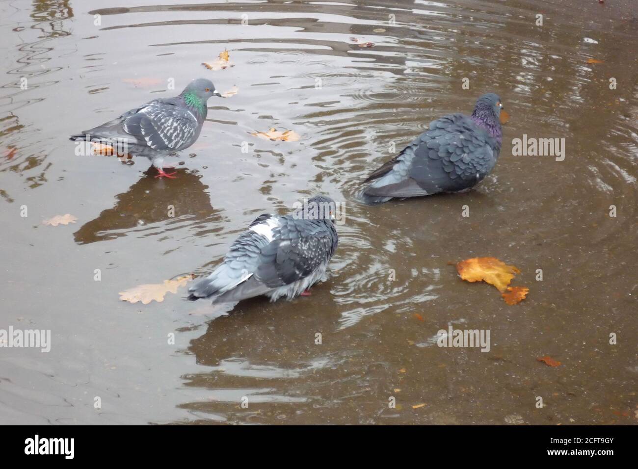 Pigeon bathing in water puddle hi-res stock photography and images - Alamy