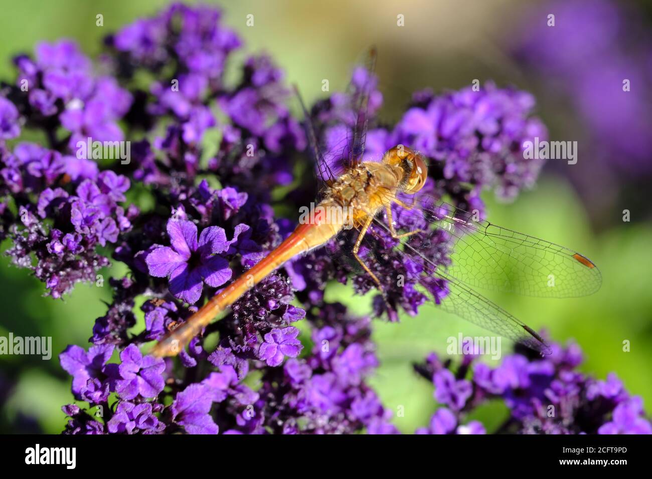 Female autumn meadowhawk hi-res stock photography and images - Alamy
