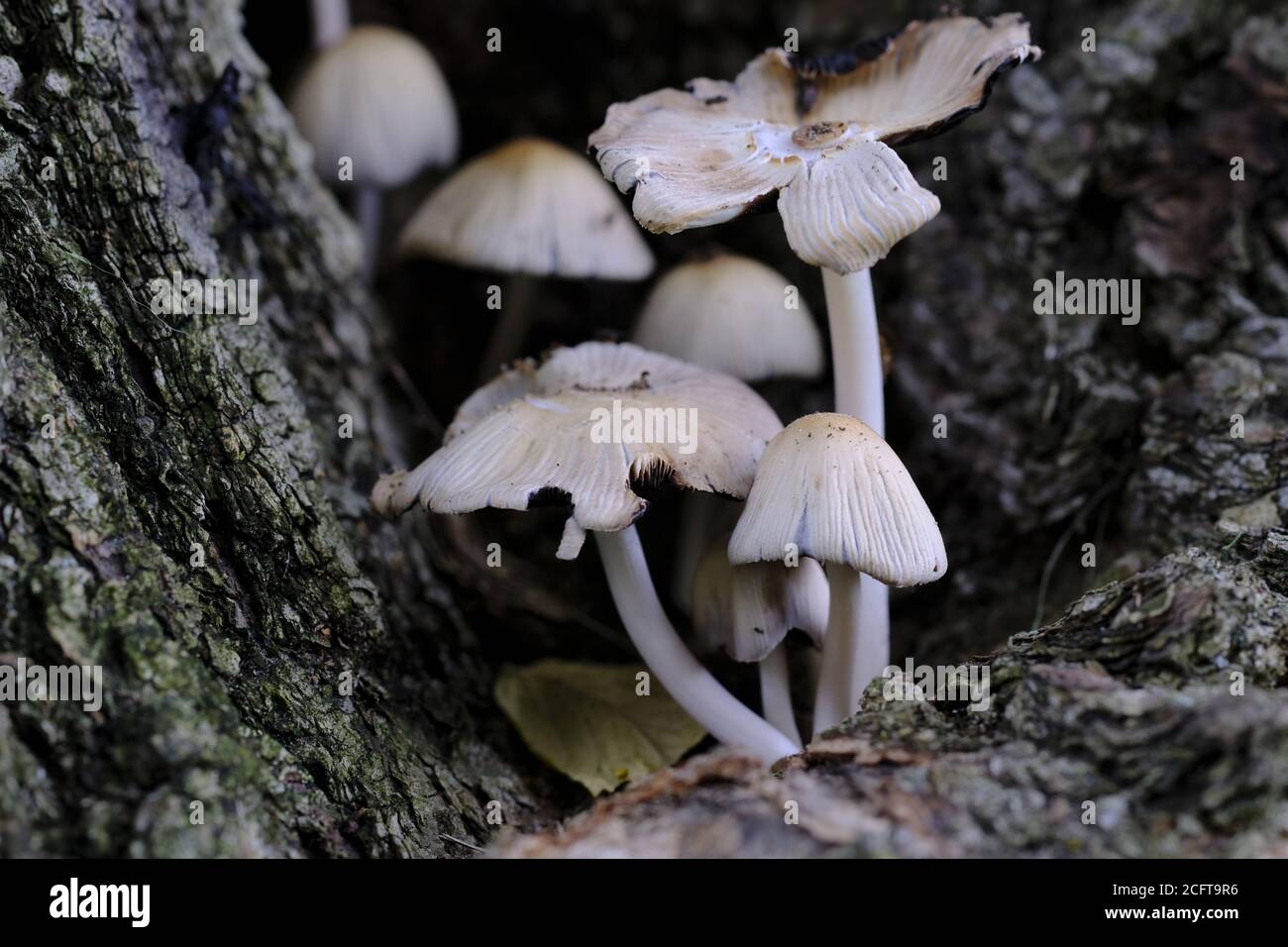 Small cluster of mica caps (Coprinellus micaceus) growing in a tree ...