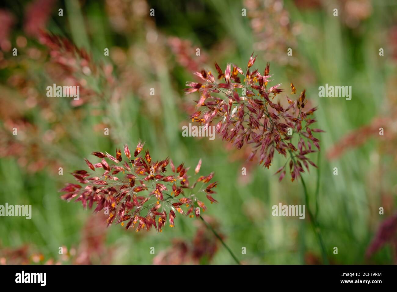 Natal red top grass hi-res stock photography and images - Alamy