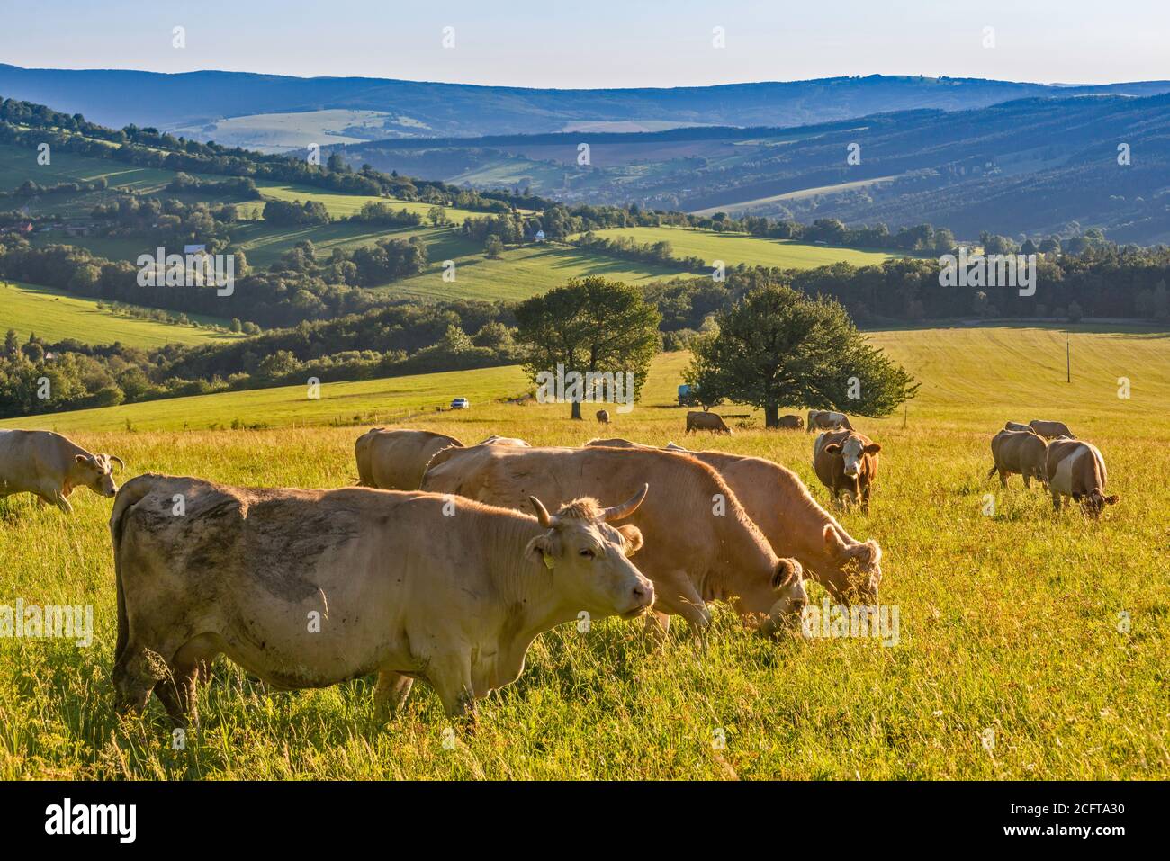 Cattle bile hi-res stock photography and images - Alamy